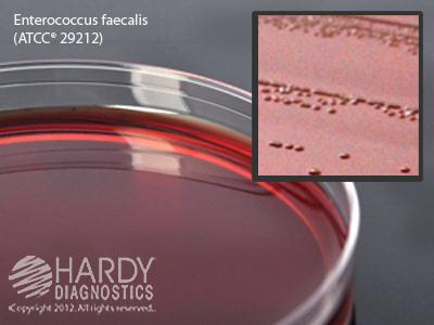 Enterococcus Faecalis Macconkey Agar